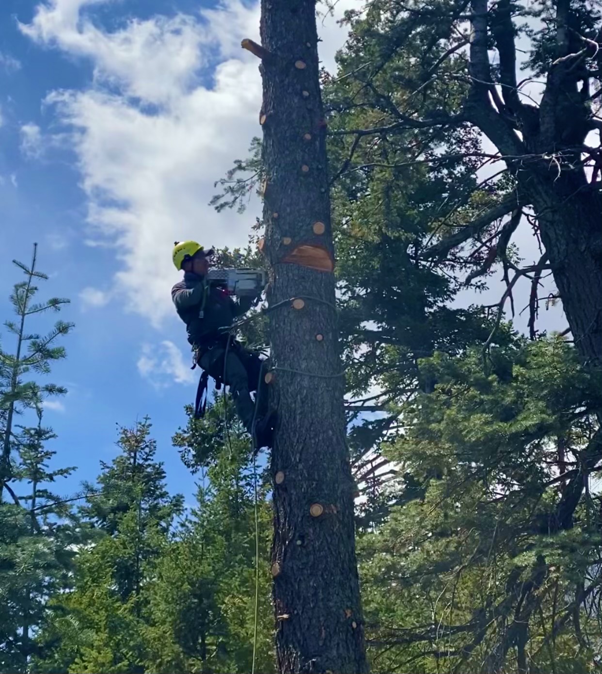 About Us – Taiga Tree Service