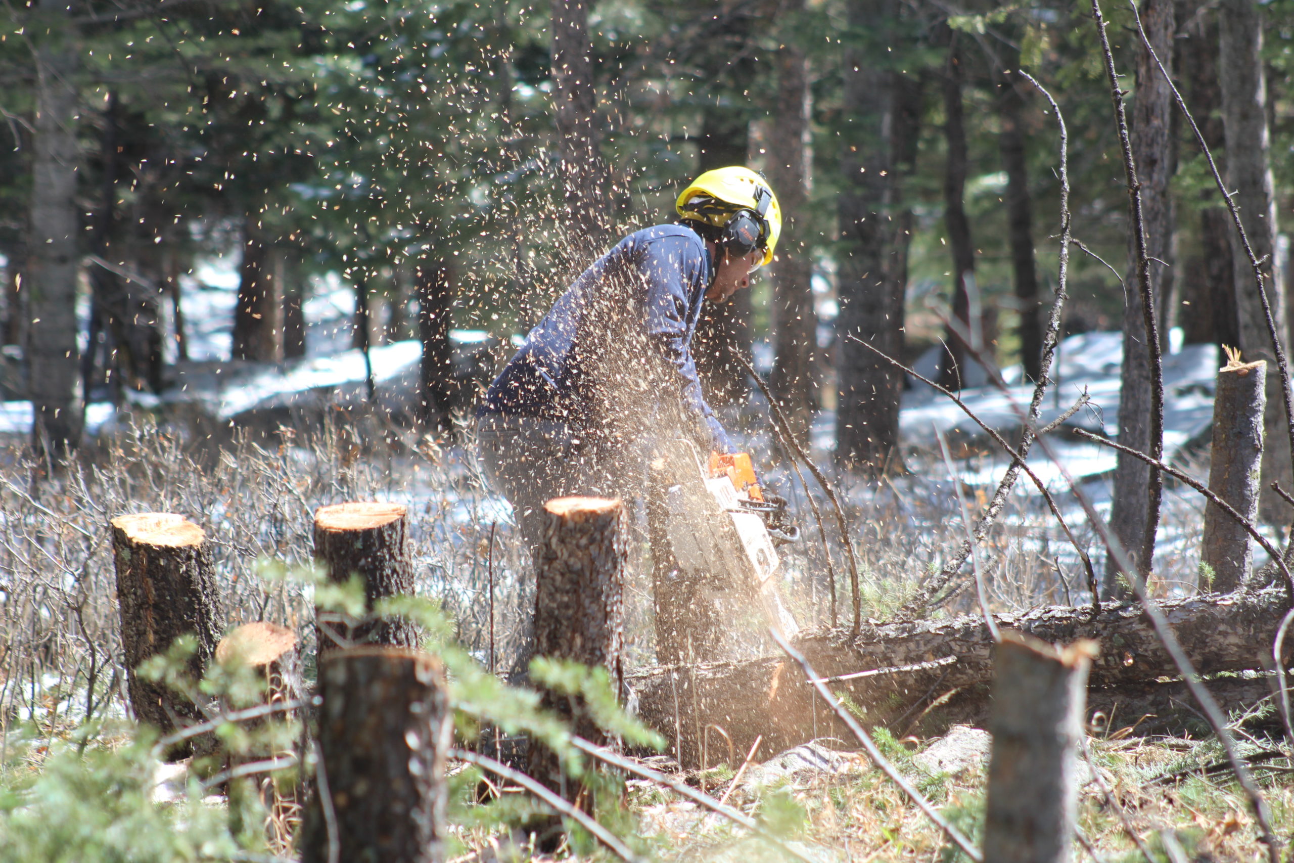 Taiga Tree Service Experts-Request a Free Estimate!