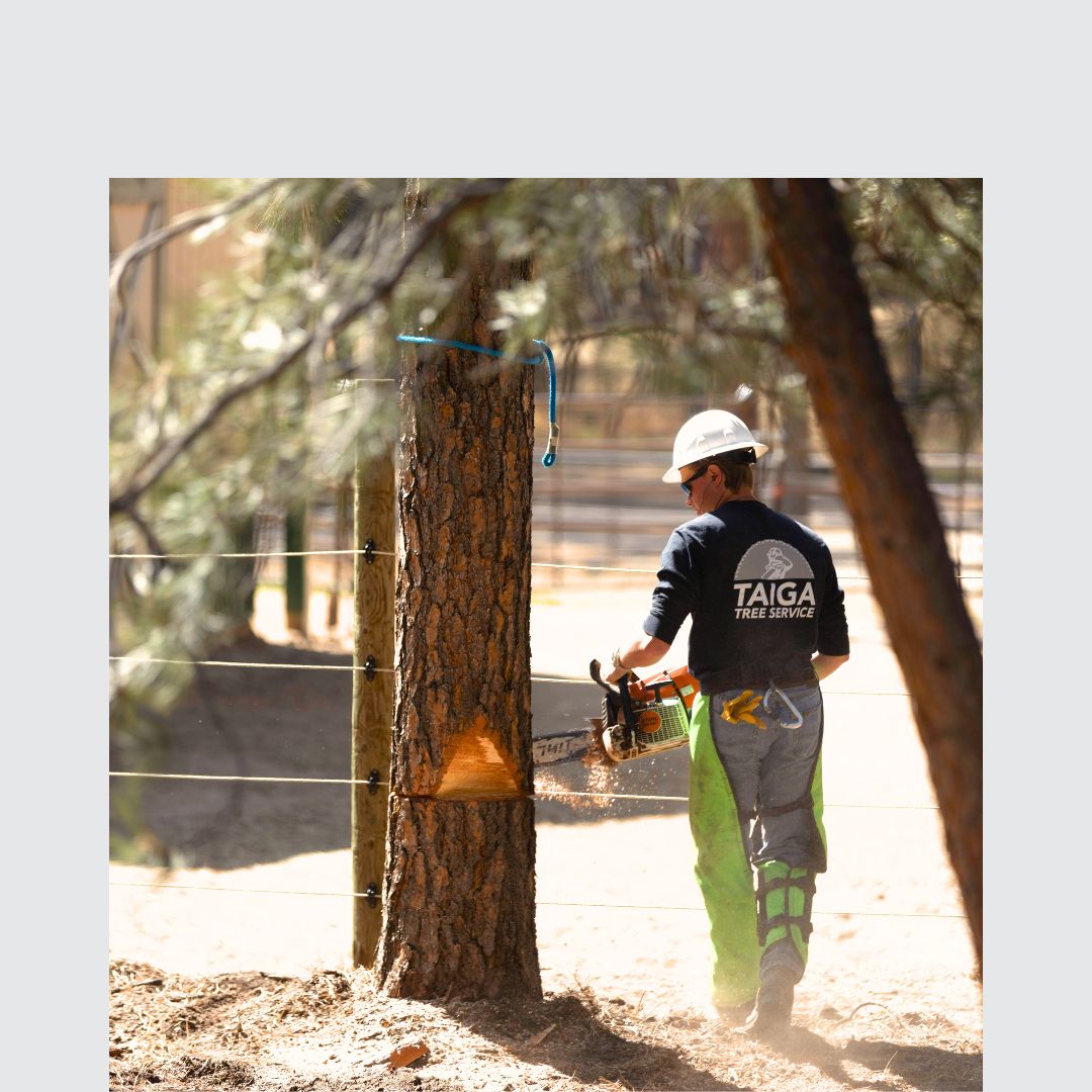 Home - Taiga Tree Service
