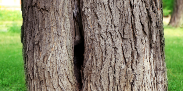 How to Identify Hazardous Trees - Taiga Tree Service